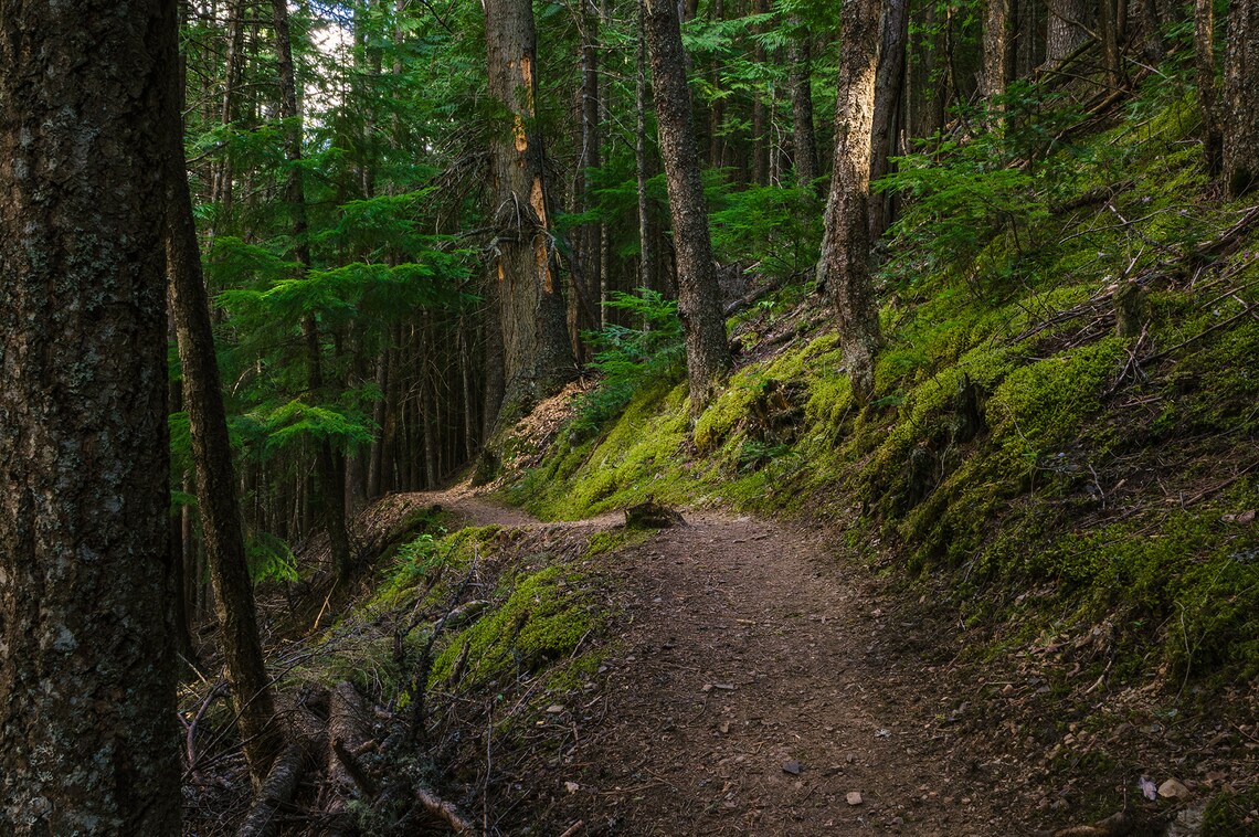 Mossy Hiking Trail Wall Art Print Cedar Forest Photography | Etsy