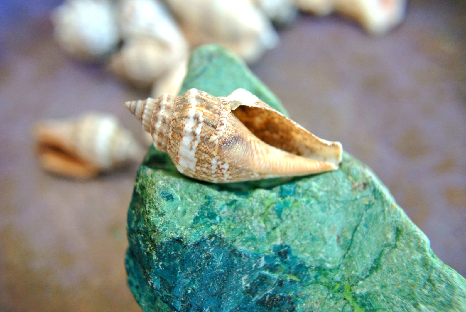 Natural shell sea shell sizes 24mm-35mm 15pcs NO HOLES | Etsy