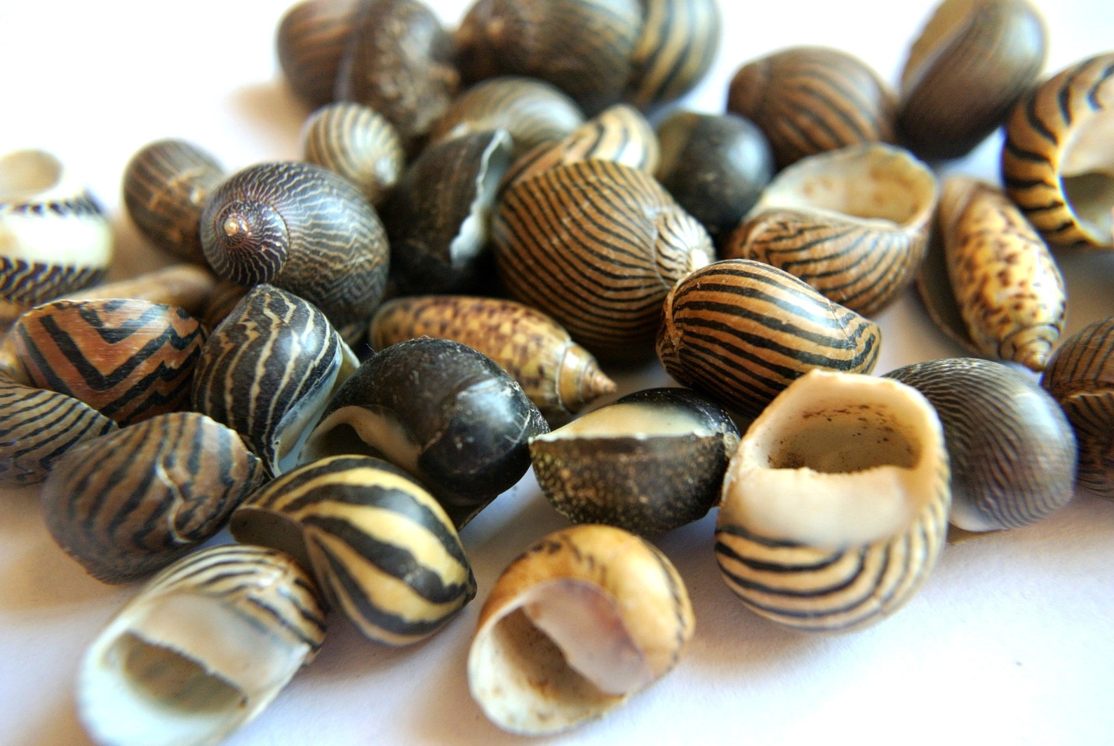 Natural Shell Sea Shell Sizes 9mm-11mm 60pcs Mix NO HOLES - Etsy