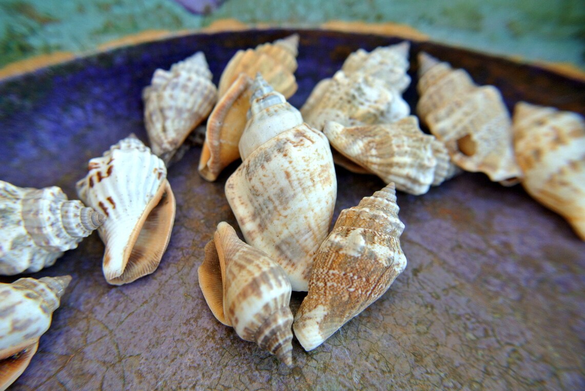 Natural shell sea shell sizes 24mm-35mm 15pcs NO HOLES | Etsy