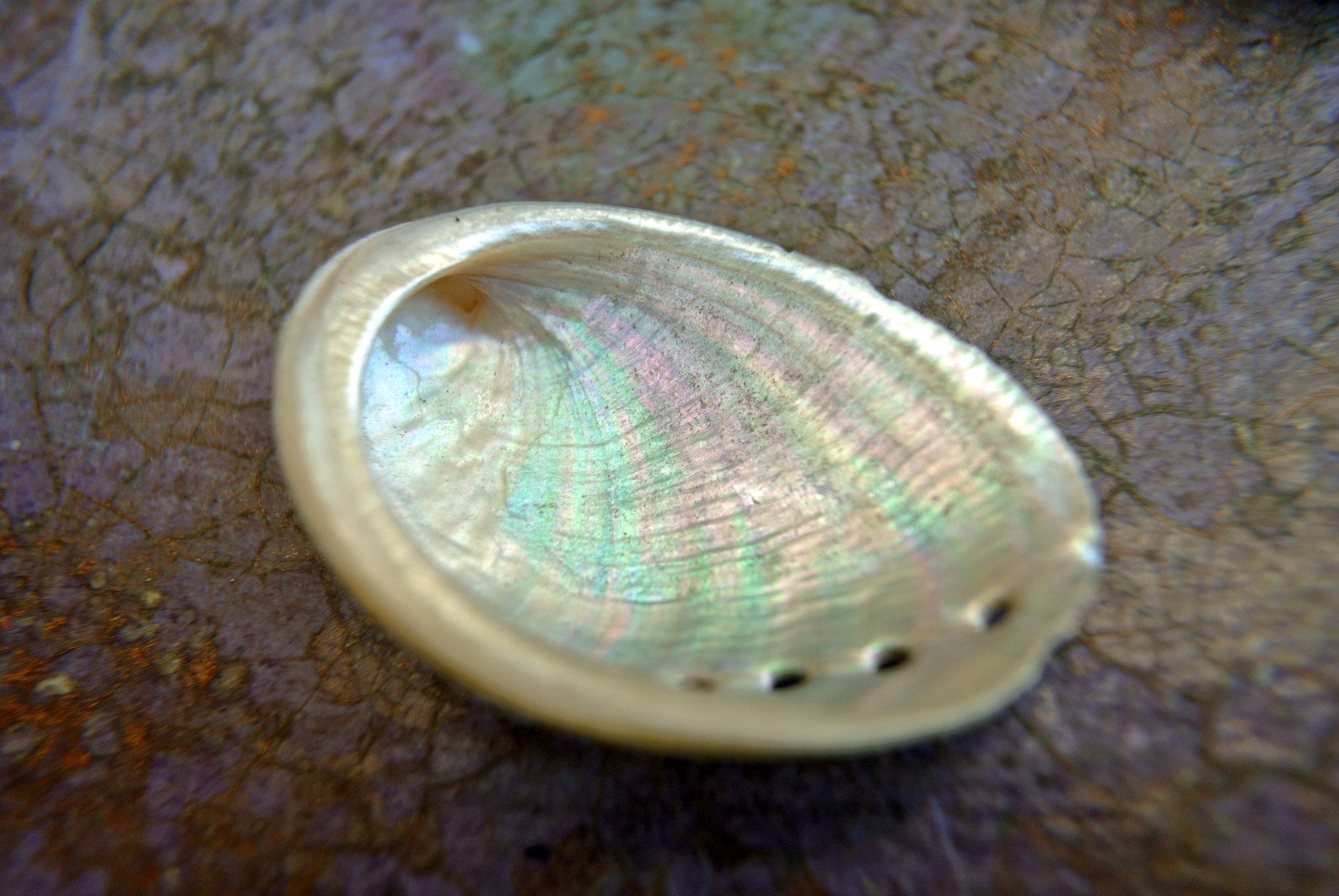 Natural Shells Sea Shells About 35mmx18mm 6pcs - Etsy