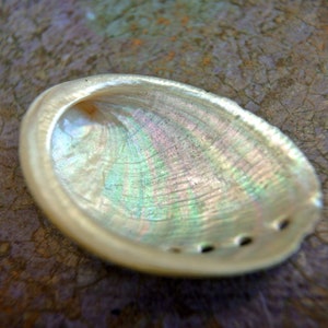 Natural Shells, Sea Shells, About 35mmx18mm, 6pcs - Etsy