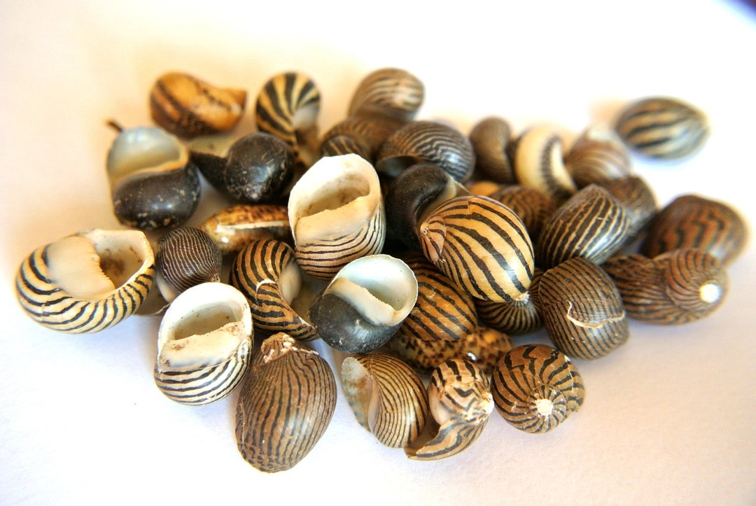 Natural Shell, Sea Shell, Sizes 9mm-11mm, 60pcs, Mix, NO HOLES - Etsy