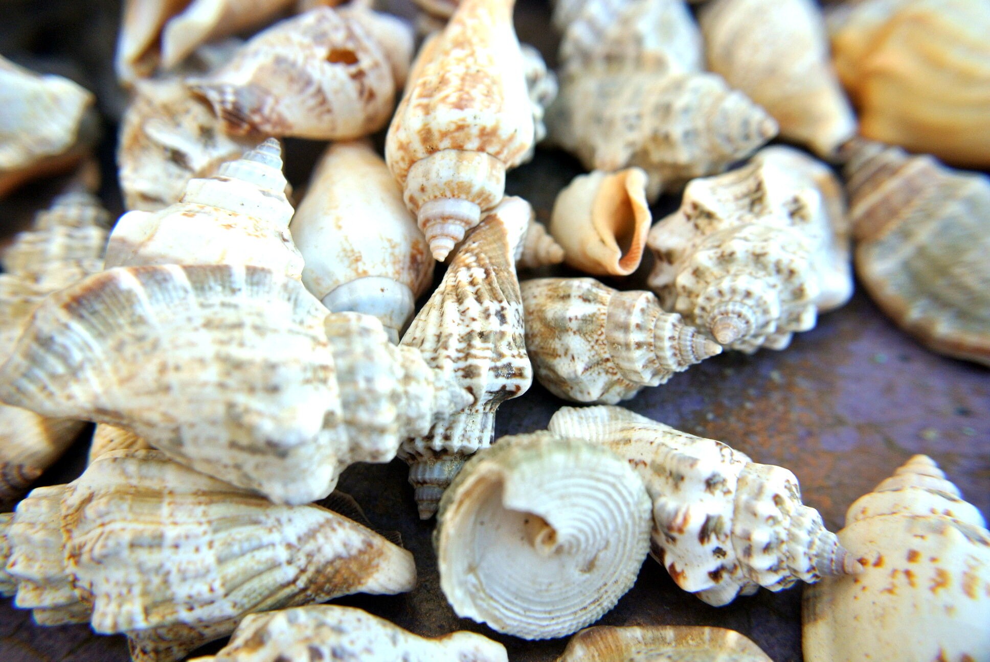 Natural Shell Sea Shell Sizes 24mm-35mm 15pcs NO HOLES - Etsy