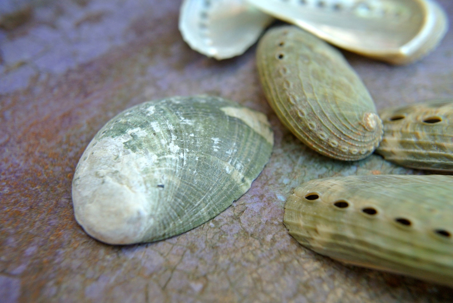 Natural Shells Sea Shells About 35mmx18mm 6pcs - Etsy