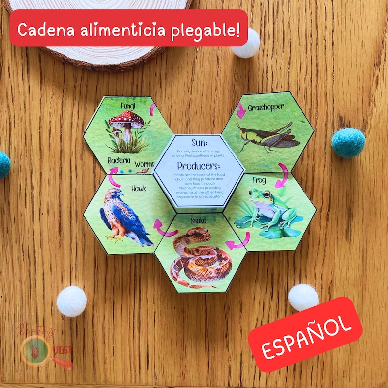 Grassland Food Chain SPANISH Version Foldable Printable for Kids ...