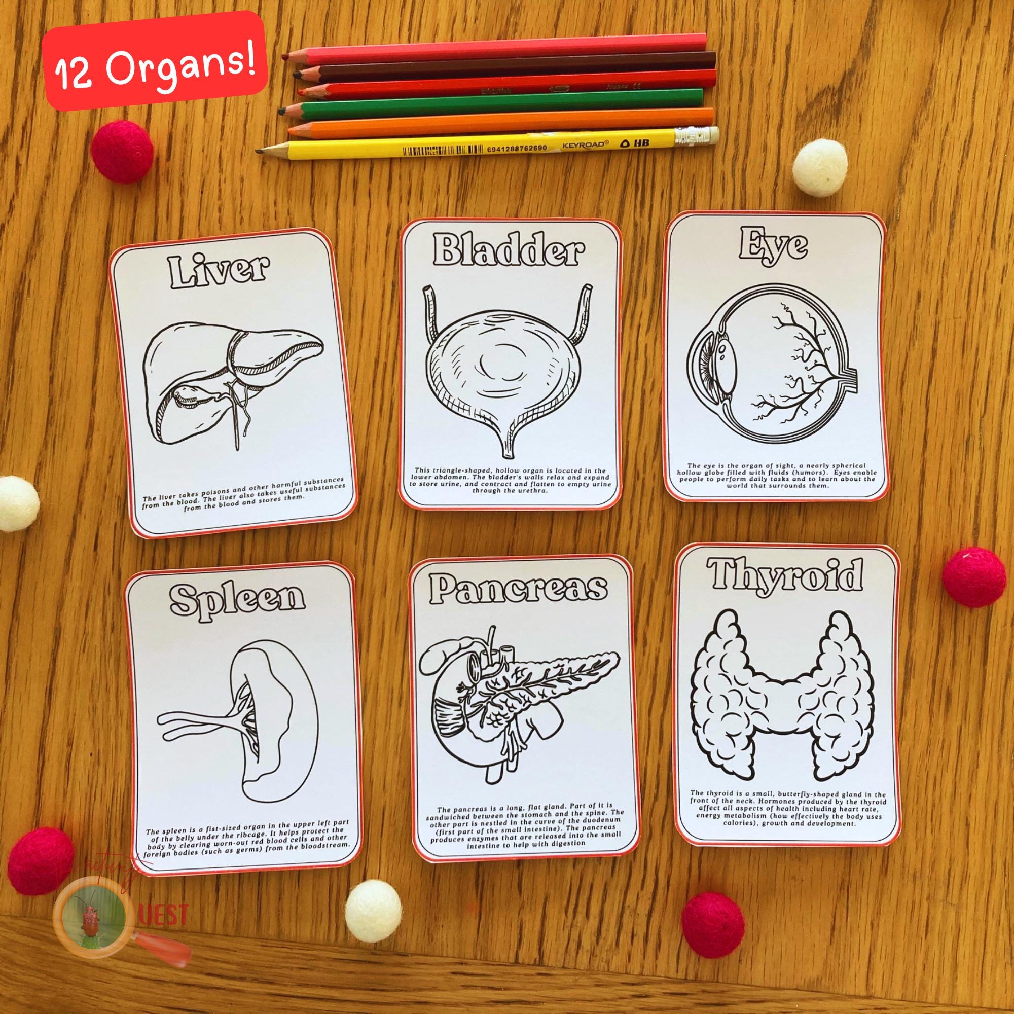 Human Anatomy Printable Coloring Pages, 2 Size Flashcards Preschool ...