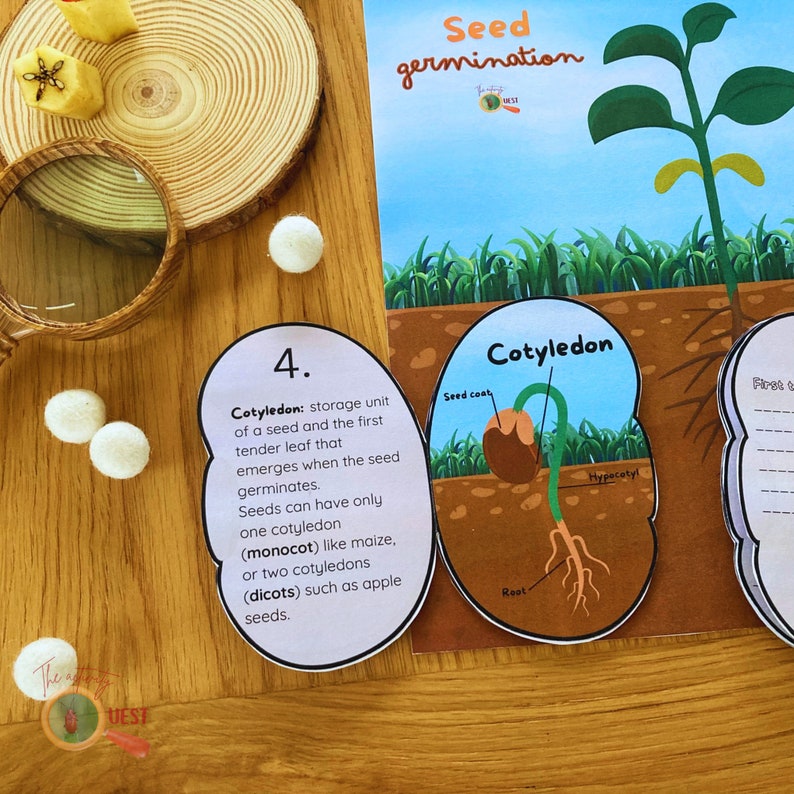 Seed Germination Printable for Kids, Seeds Parts Process Coloring Study ...