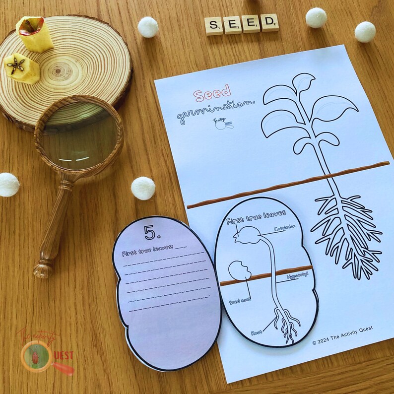 Seed Germination Printable for Kids, Seeds Parts Process Coloring Study ...