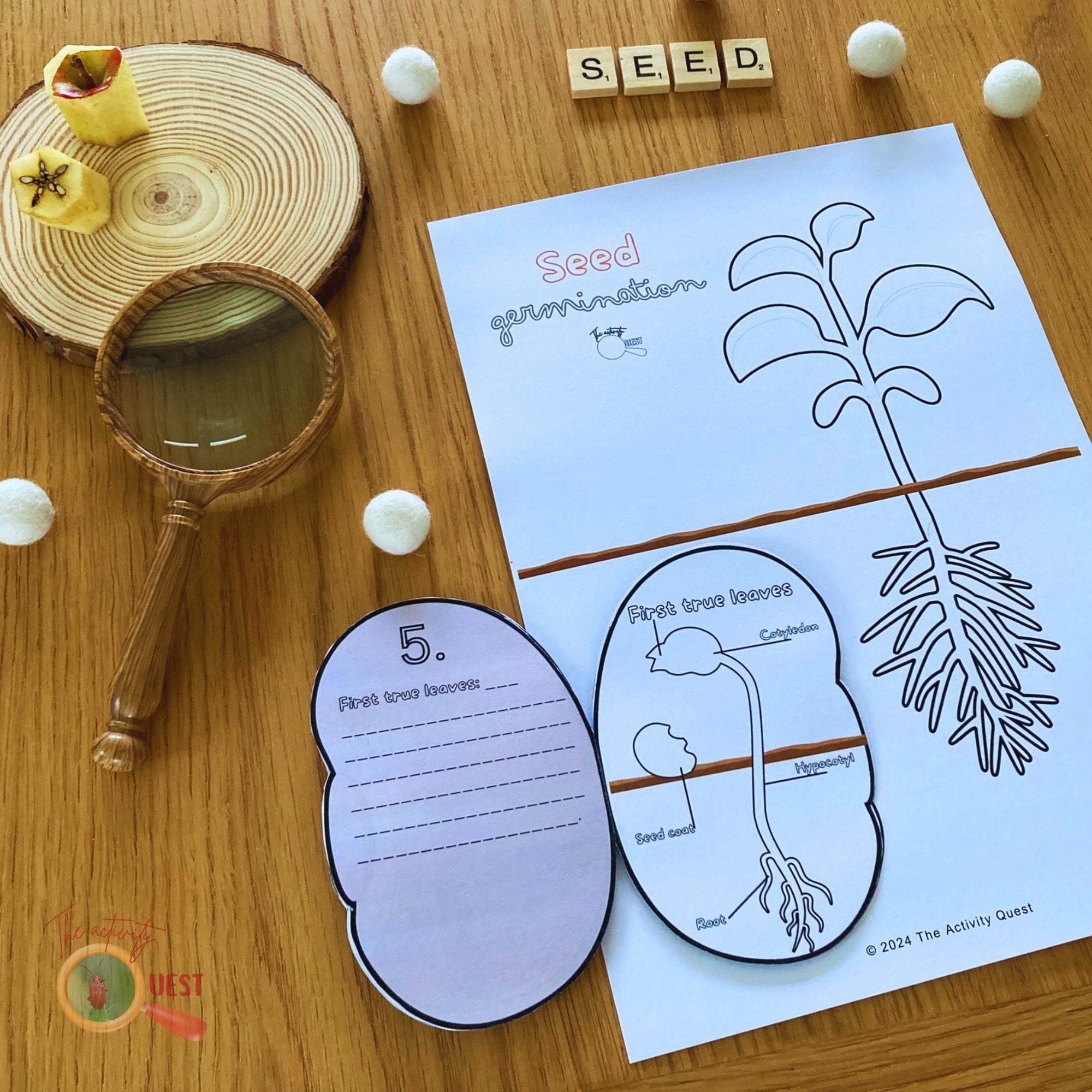 Seed Germination Printable for Kids, Seeds Parts Process Coloring Study ...