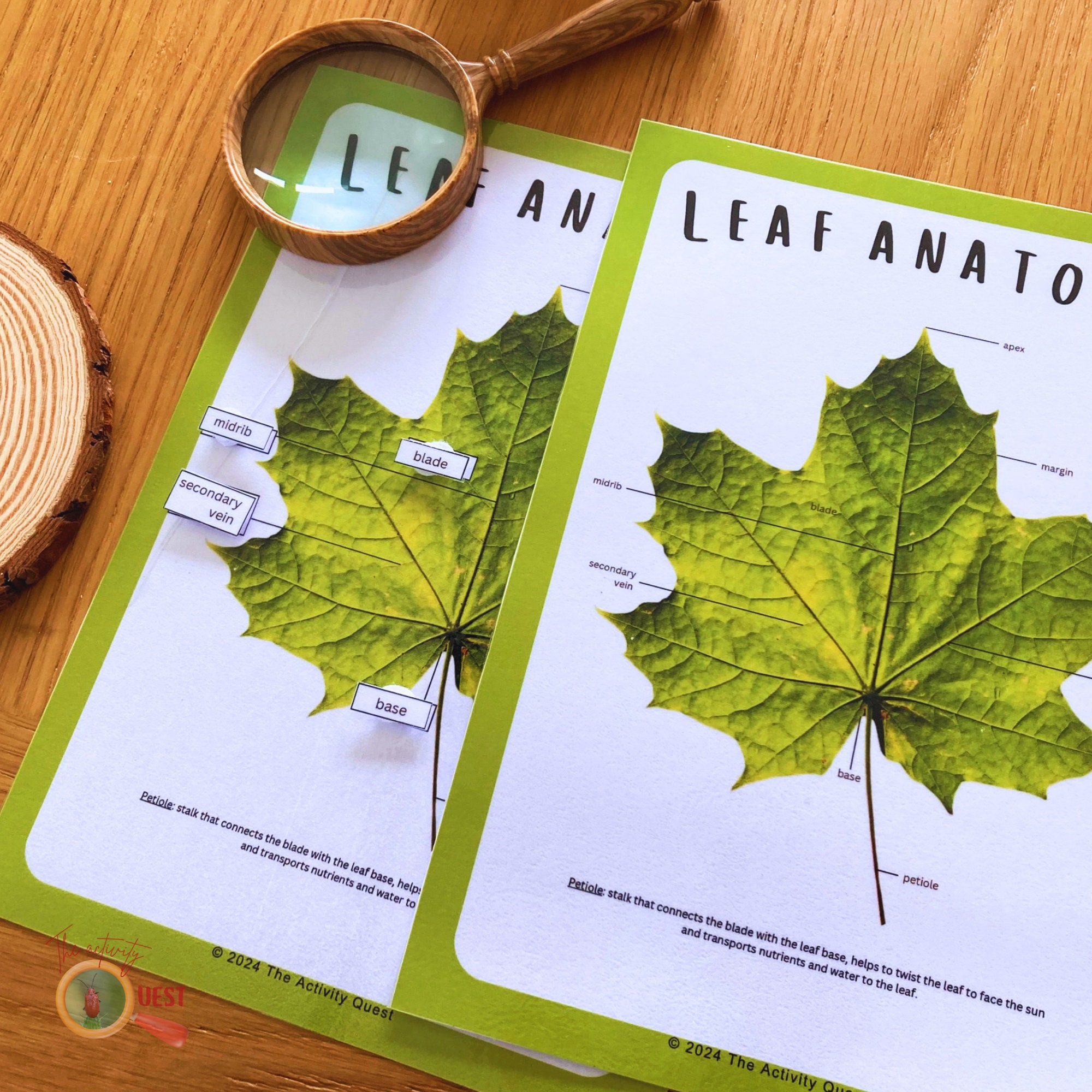 Leaf Anatomy Poster and Filling the Blanks Activity for Children ...