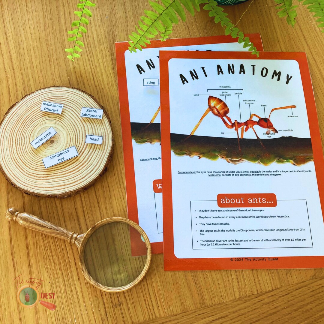 Ant Anatomy Poster and Filling the Blanks Activity for Children, Animal ...