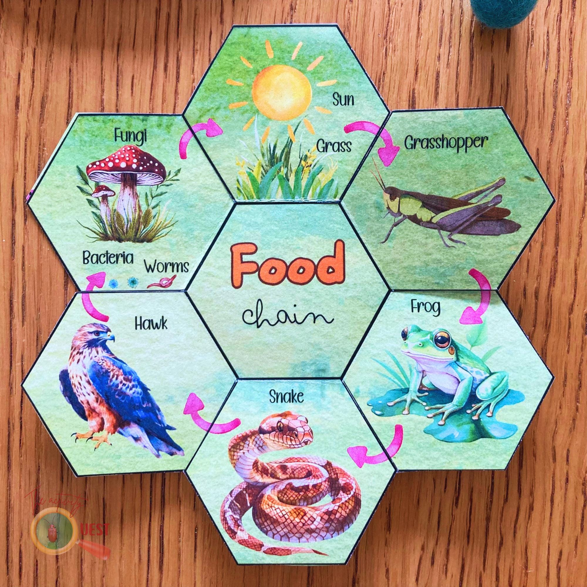 Grassland Food Chain Foldable Printable for Kids, Biomes Habitat ...