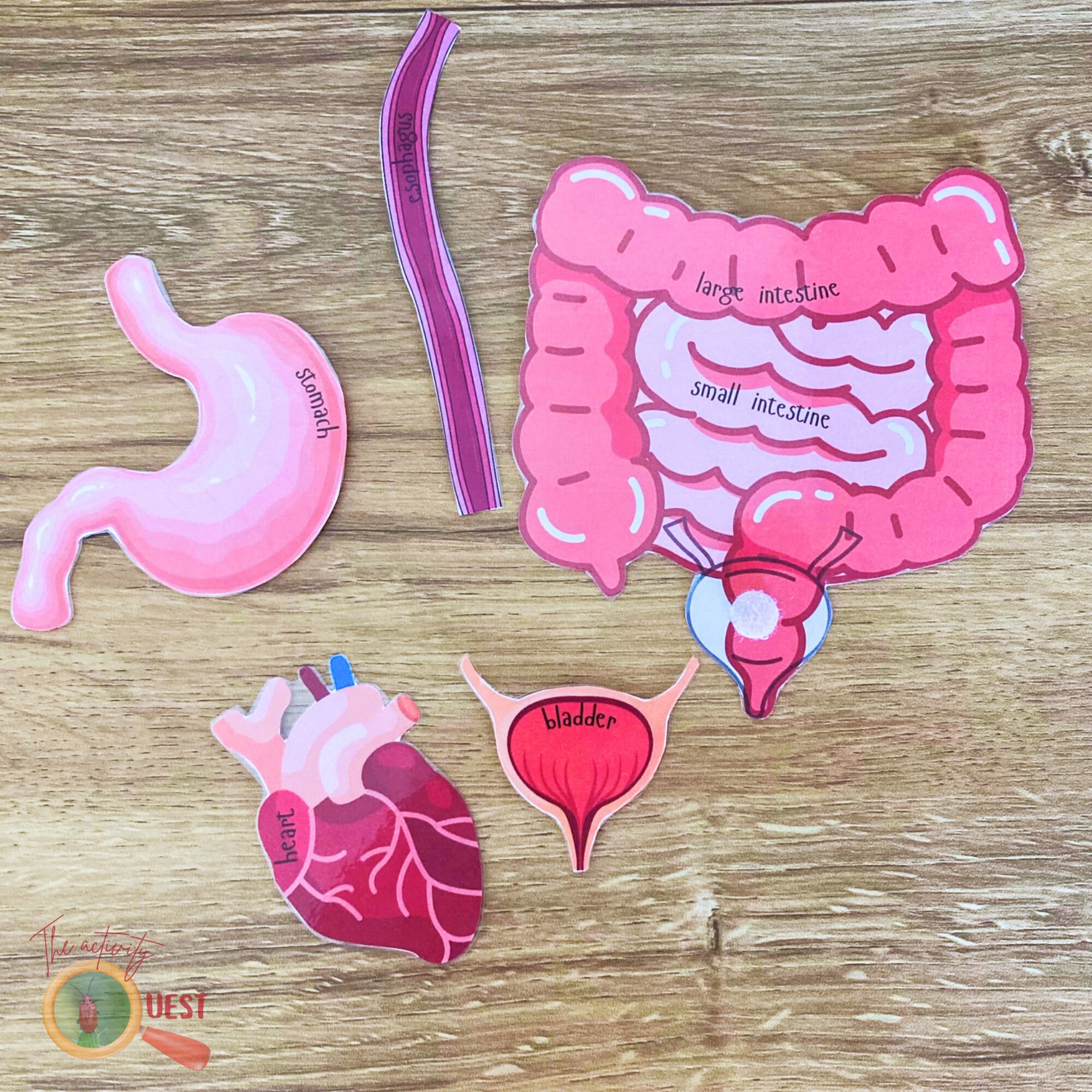 Human Body Organs With Real Size Pictures Printable, Learning Anatomy ...