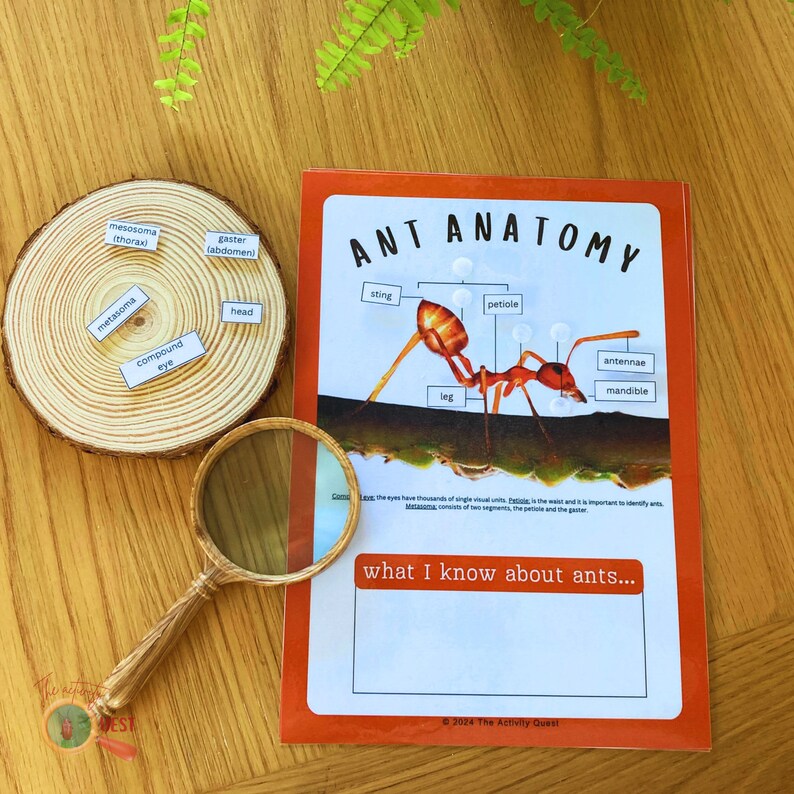 Ant Anatomy Poster and Filling the Blanks Activity for Children, Animal ...