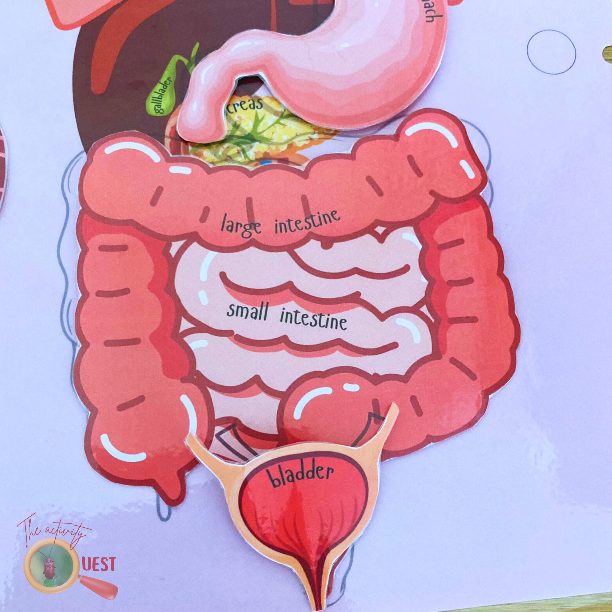 Human Body Organs With Real Size Pictures Printable, Learning Anatomy ...