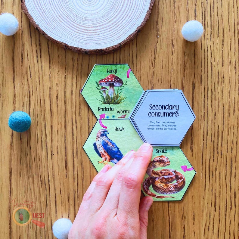 Grassland Food Chain Foldable Printable for Kids, Biomes Habitat ...