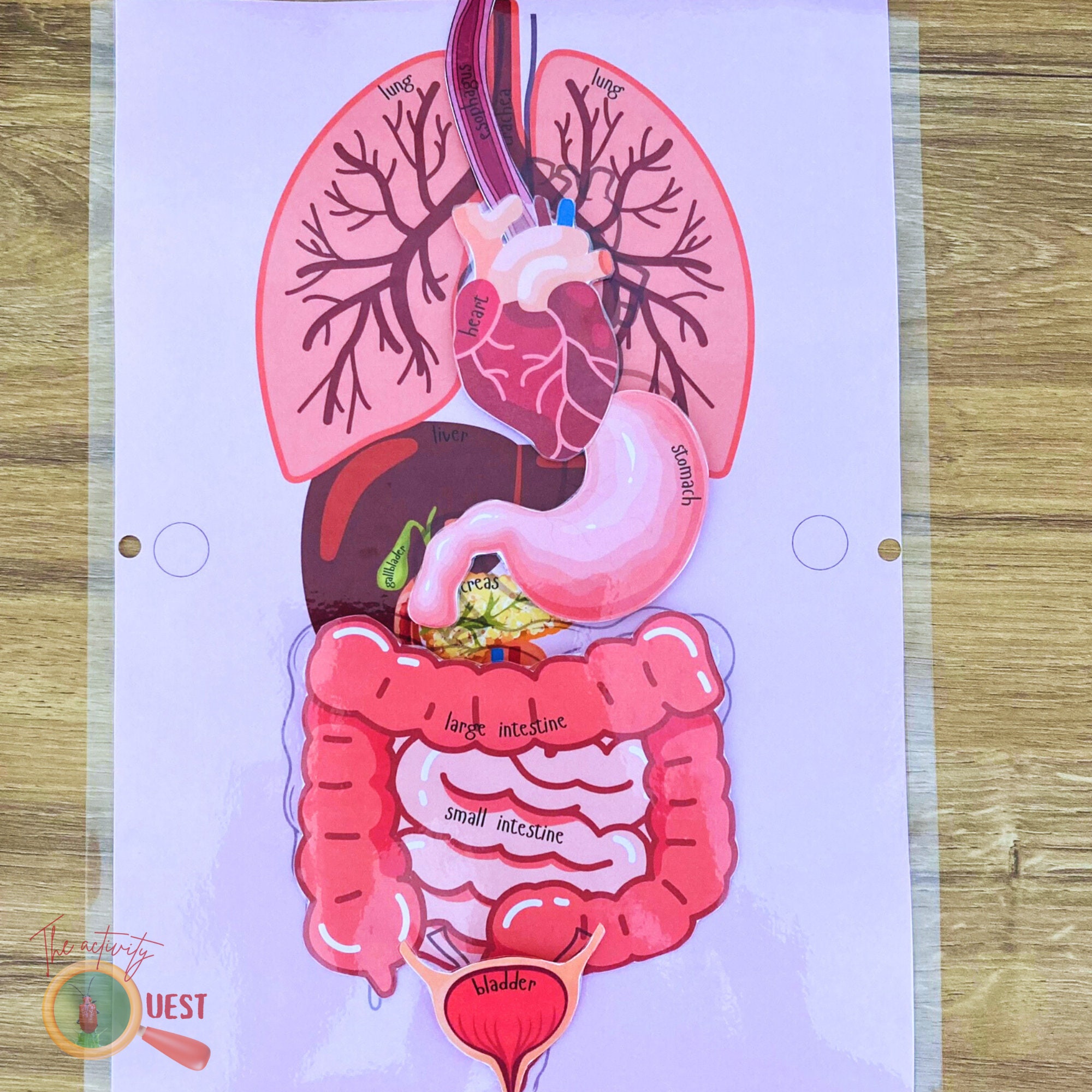 Human Body Organs With Real Size Pictures Printable, Learning Anatomy ...