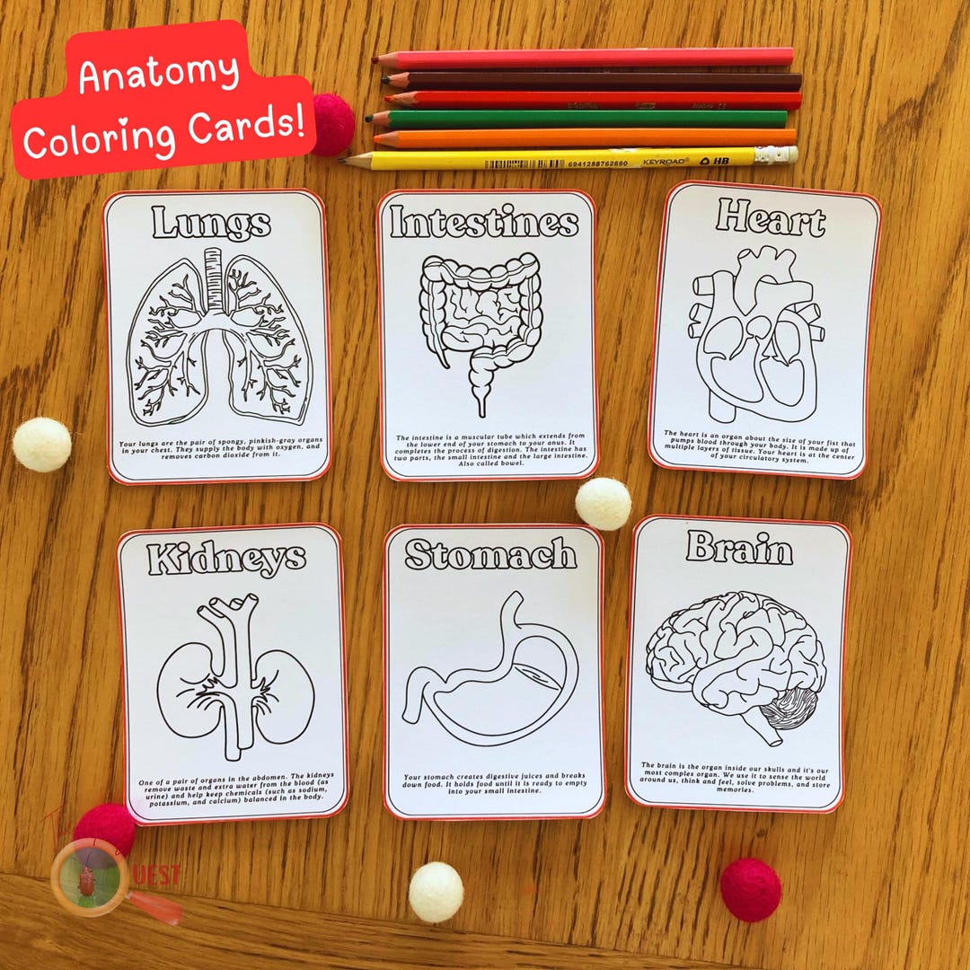 Human Anatomy Printable Coloring Pages, 2 Size Flashcards Preschool ...