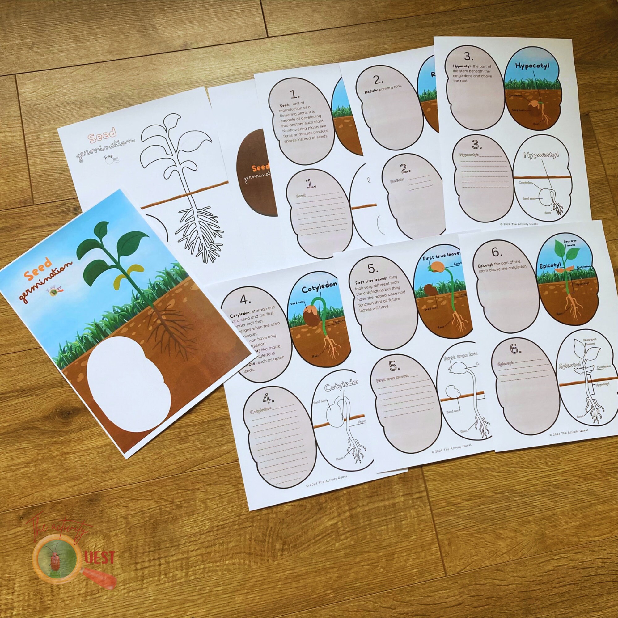 Seed Germination Printable for Kids, Seeds Parts Process Coloring Study ...