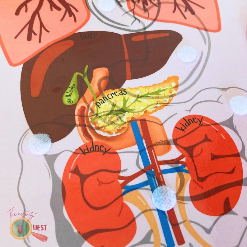 Human Body Organs With Real Size Pictures Printable, Learning Anatomy ...
