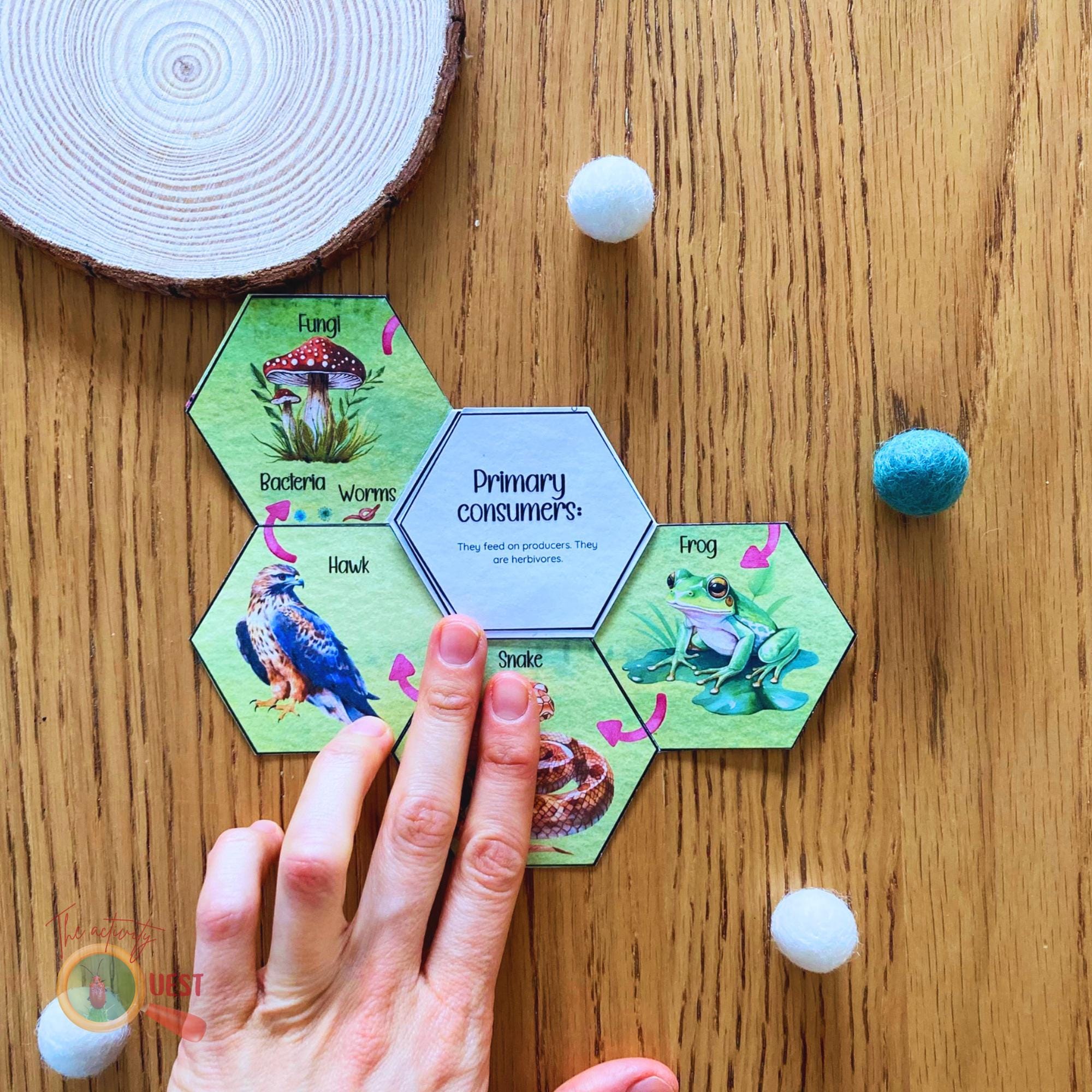 Grassland Food Chain Foldable Printable for Kids, Biomes Habitat ...