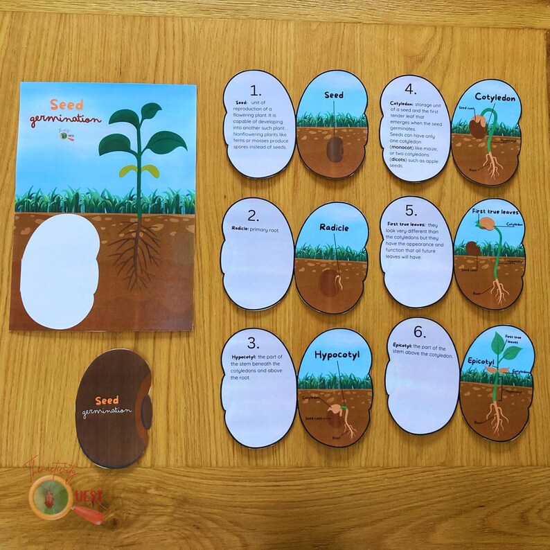 Seed Germination Printable for Kids, Seeds Parts Process Coloring Study ...