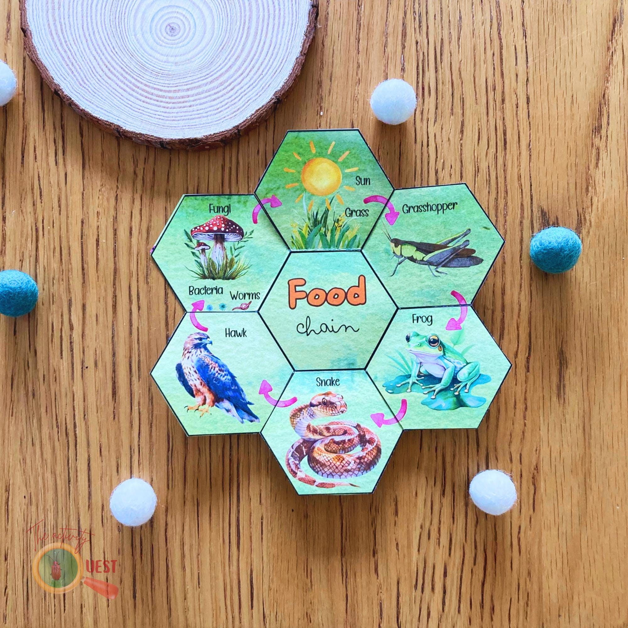Grassland Food Chain Foldable Printable for Kids, Biomes Habitat ...