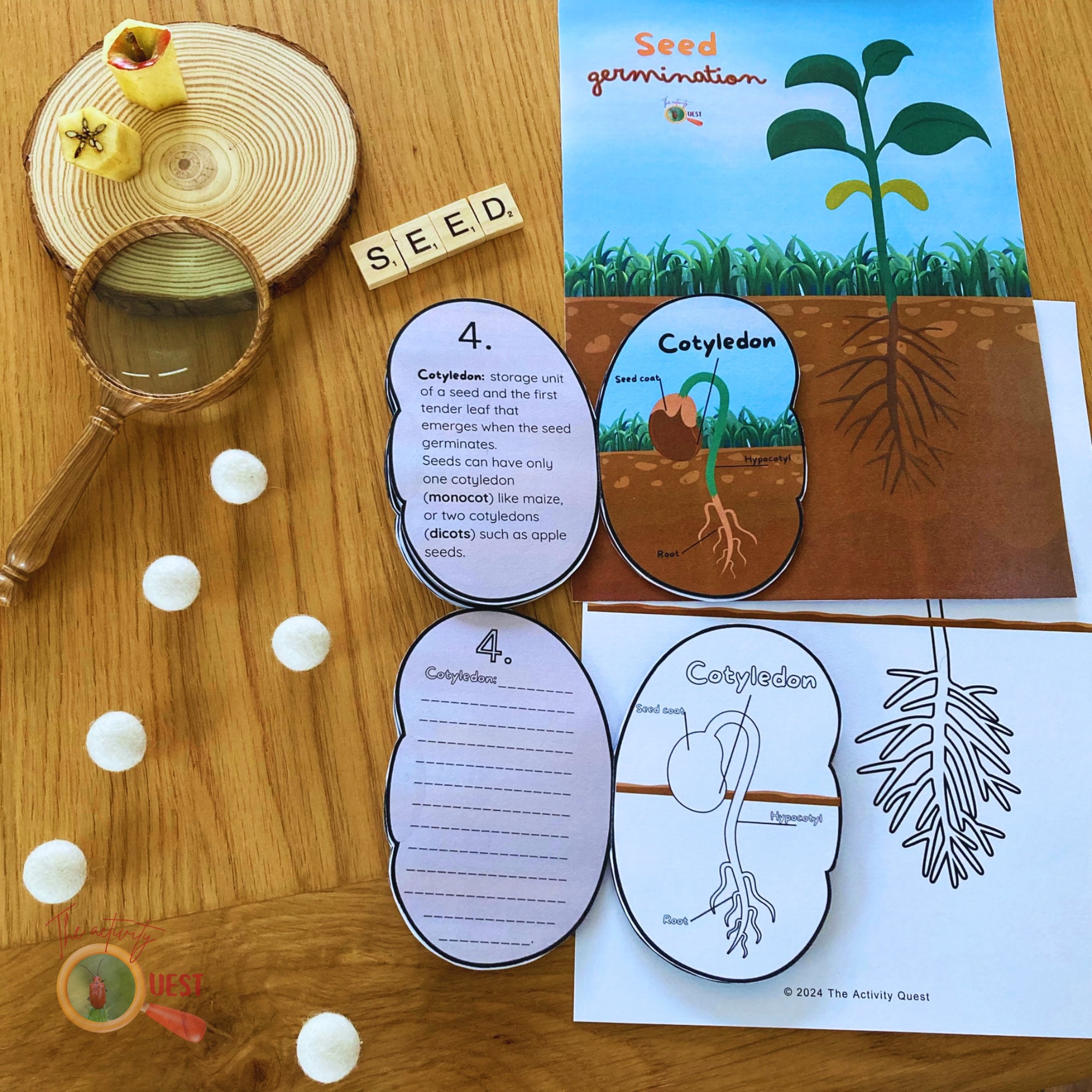Seed Germination Printable for Kids, Seeds Parts Process Coloring Study ...