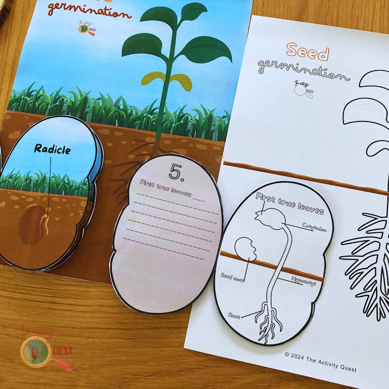 Seed Germination Printable for Kids, Seeds Parts Process Coloring Study ...