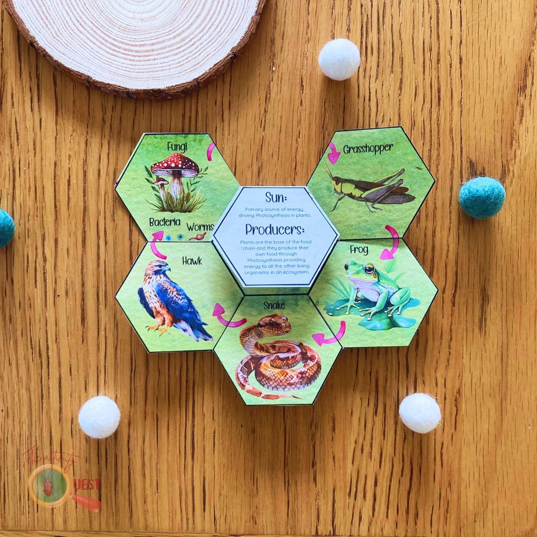 Grassland Food Chain Foldable Printable for Kids, Biomes Habitat ...