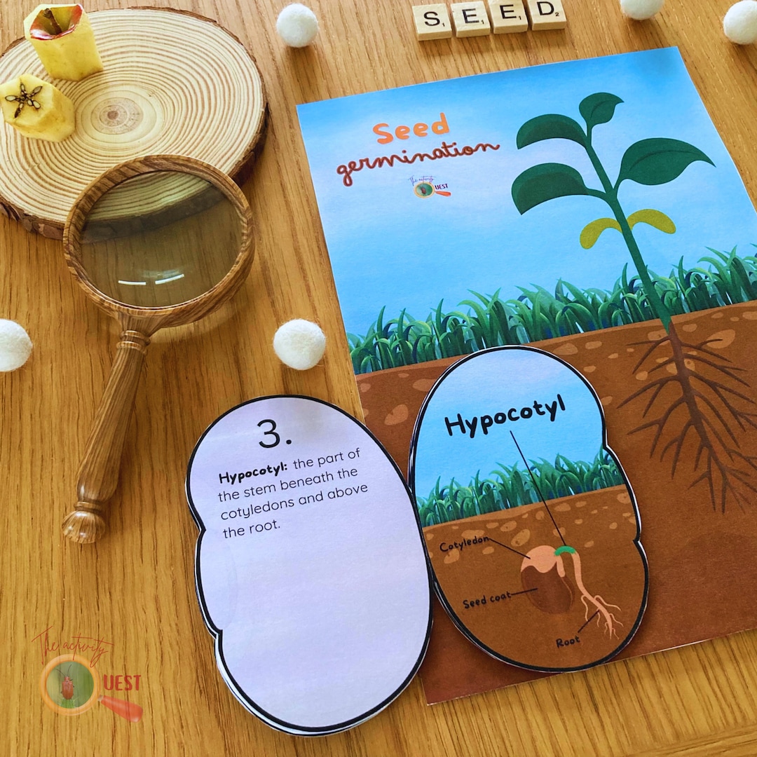 Seed Germination Printable for Kids, Seeds Parts Process Coloring Study ...