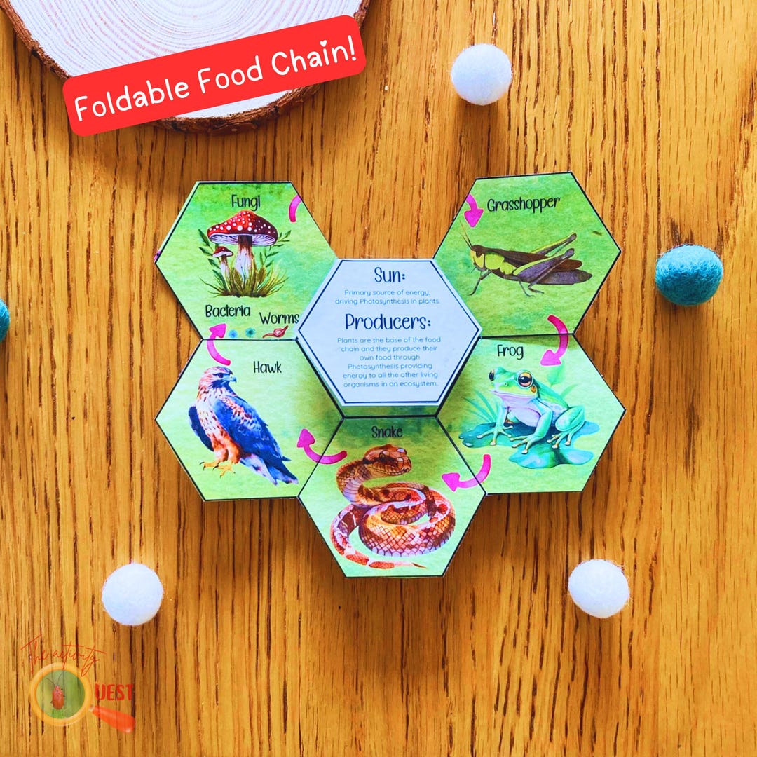 Grassland Food Chain Foldable Printable for Kids, Biomes Habitat ...