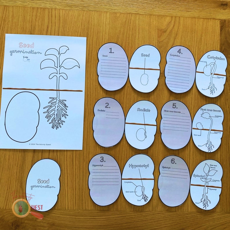 Seed Germination Printable for Kids, Seeds Parts Process Coloring Study ...