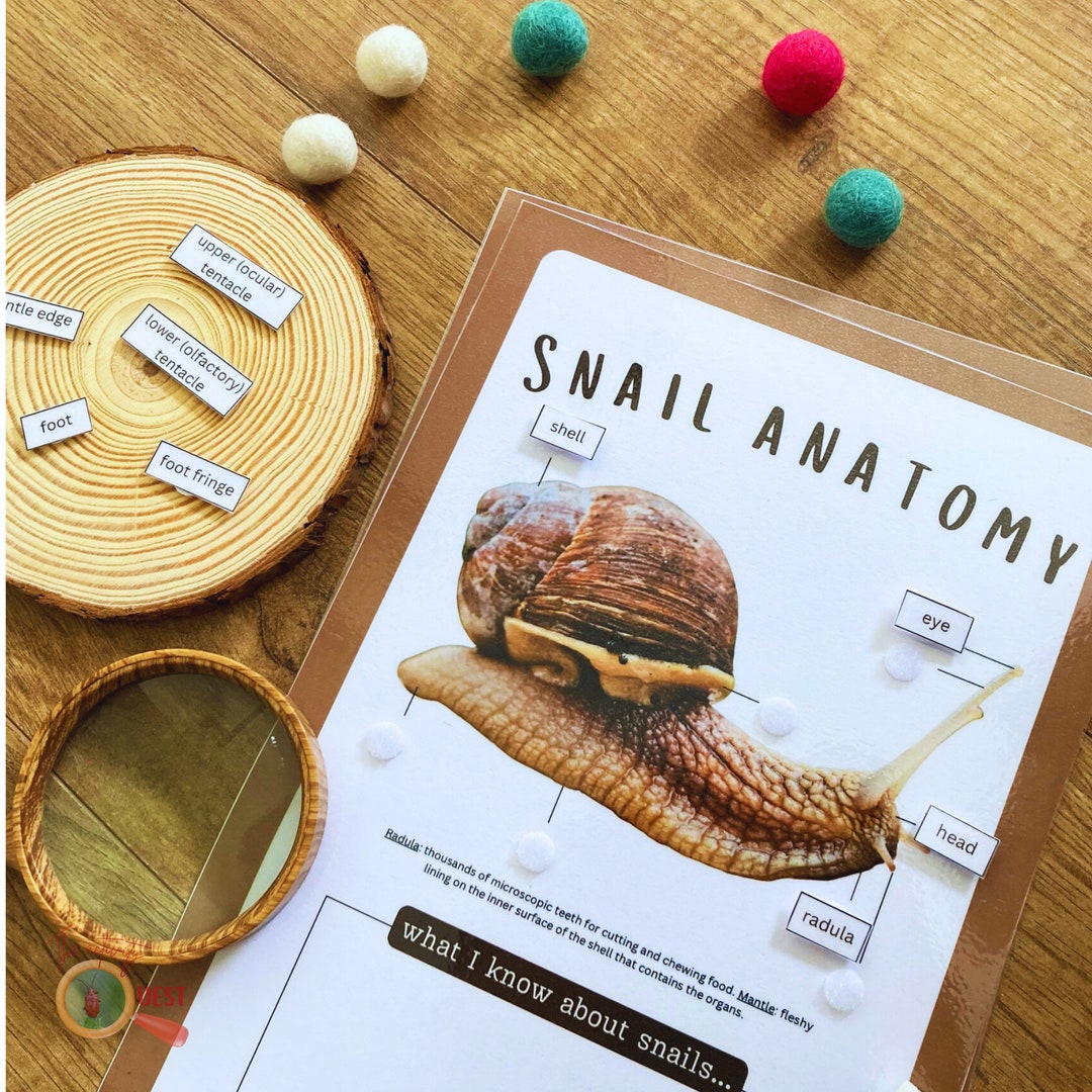 Snail Anatomy Poster and Filling the Blanks Activity for Children ...