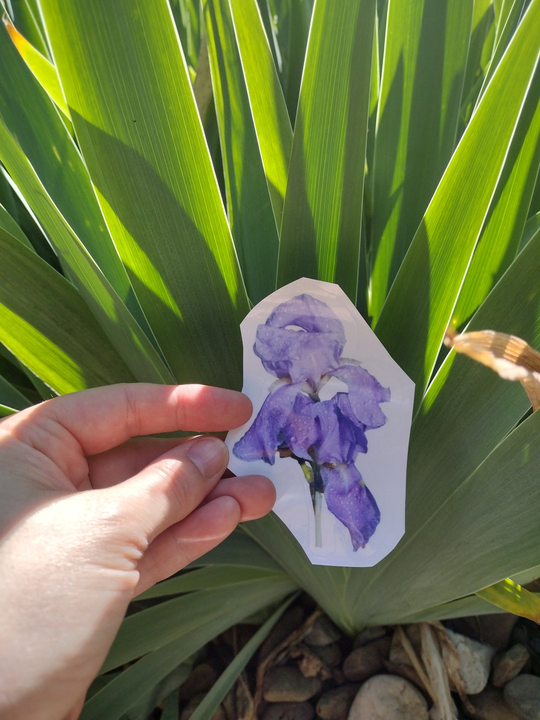 Iris Sticker - Etsy