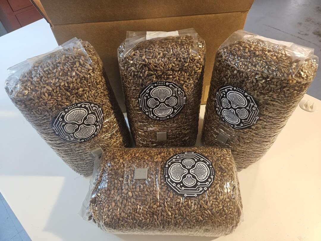 4x Rye Grain Bags 3lb Each W/ Injection Port Soaked, Simmered ...