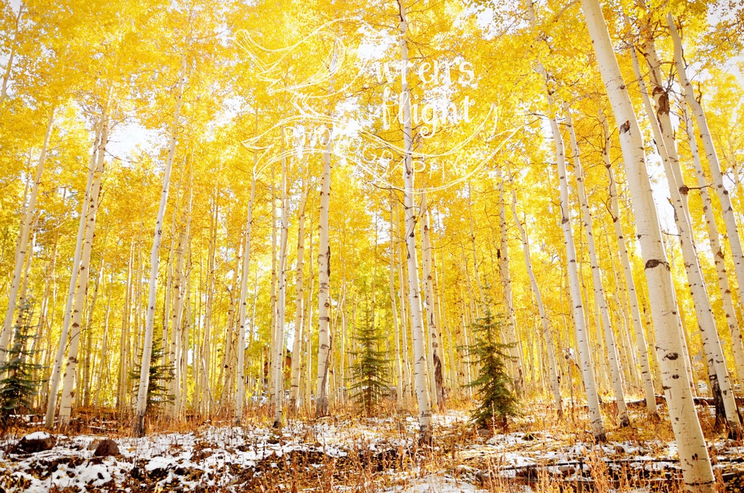 In the Forest of Gold - Digital Download - Cheerful and Bright Fine Art ...