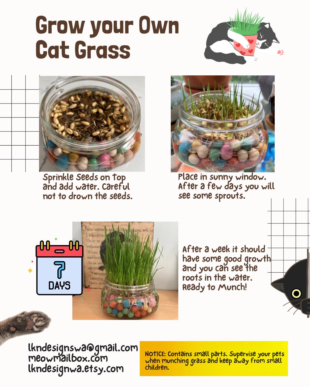 Hydroponic Cat Grass Grow Kit - Soil Free- Reusable- Non GMO, Grow Your ...