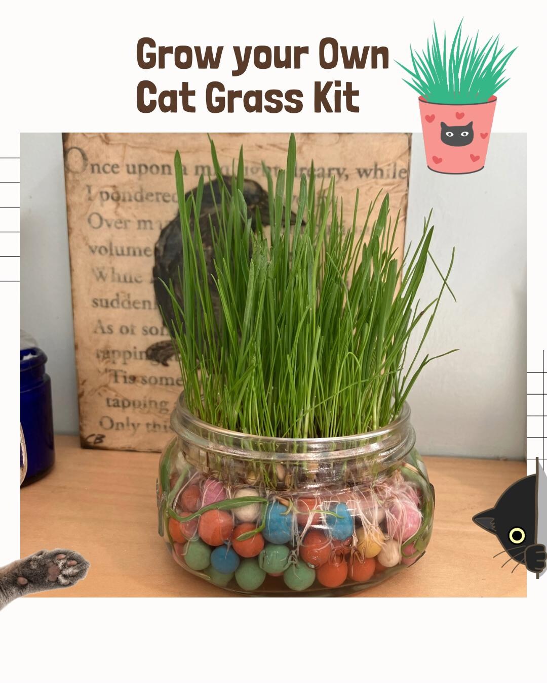 Hydroponic Cat Grass Grow Kit - Soil Free- Reusable- Non GMO, Grow Your ...