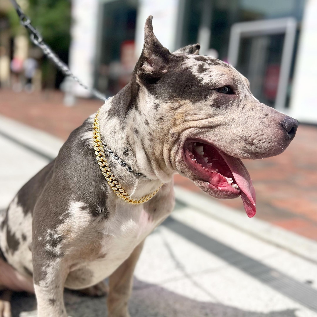 Luxury Dog Chain Collar – Stylish, Durable & Trendy Pet Jewelry - Etsy