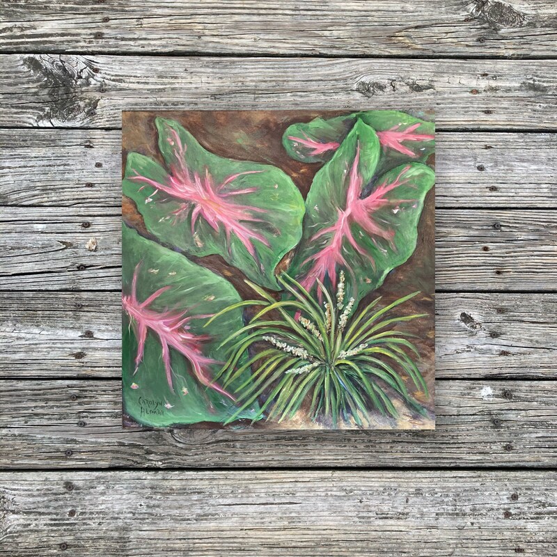 Caladium Bulbs - Etsy