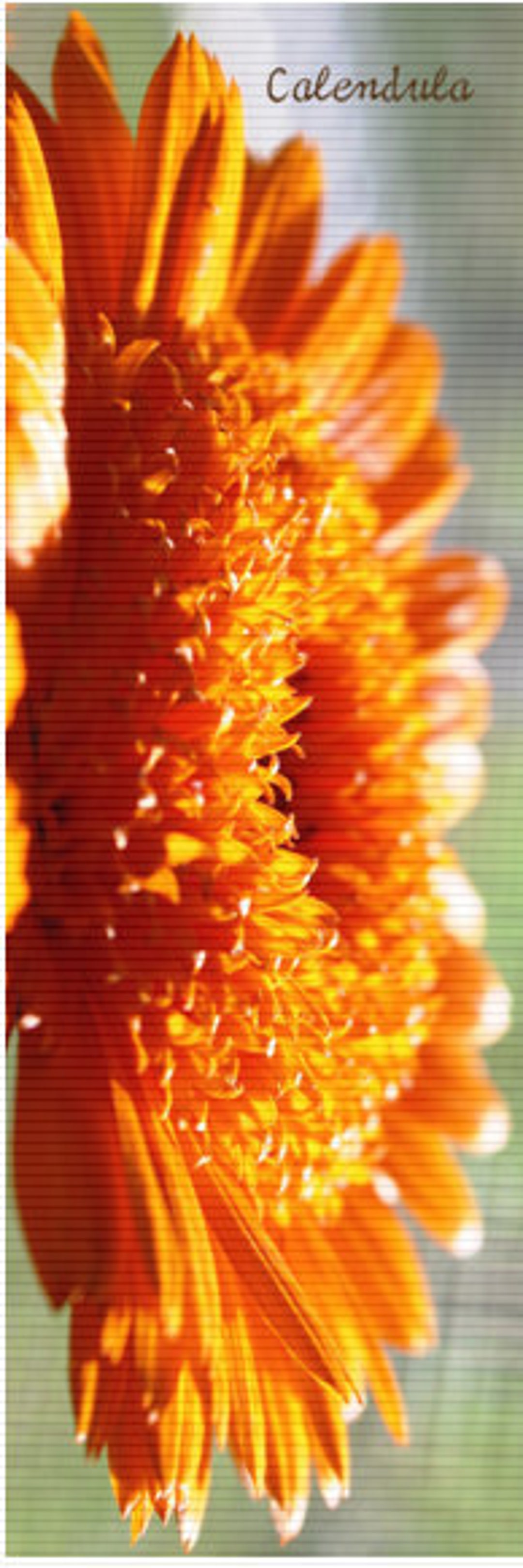 Printable Bookmarks, Calendula, Floral Digital Bookmark, Instant ...