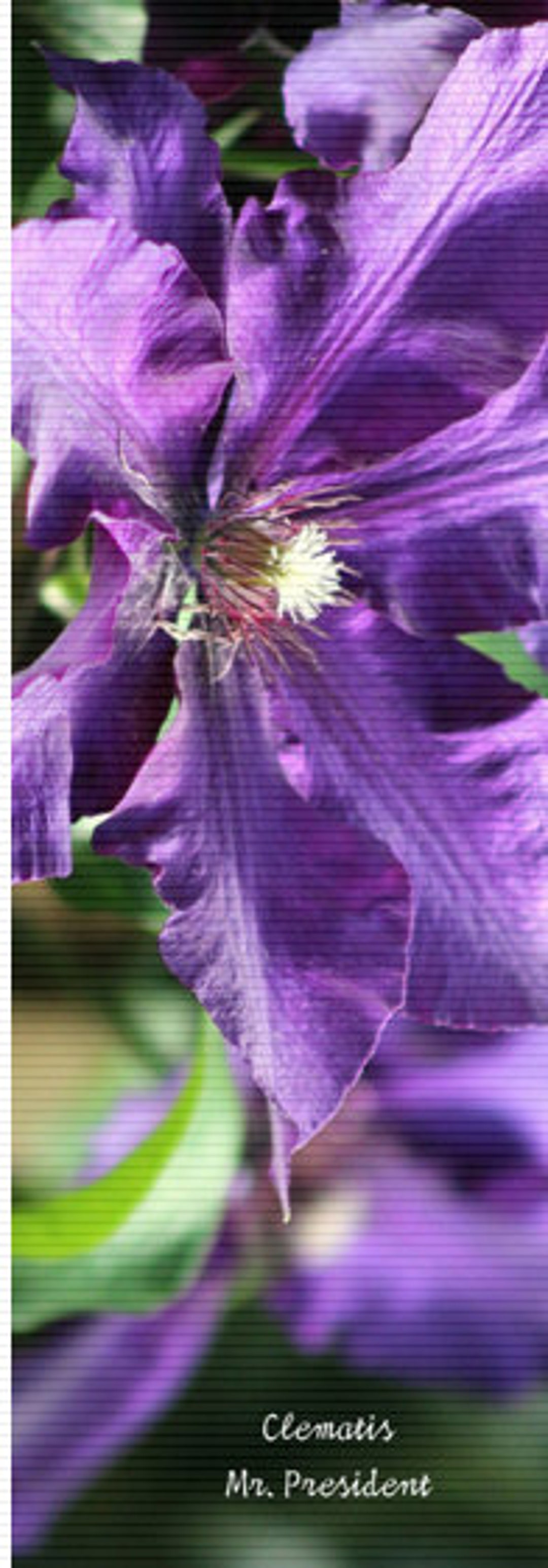 Printable Bookmarks, Clematis Mr. President, Floral Digital Bookmark ...