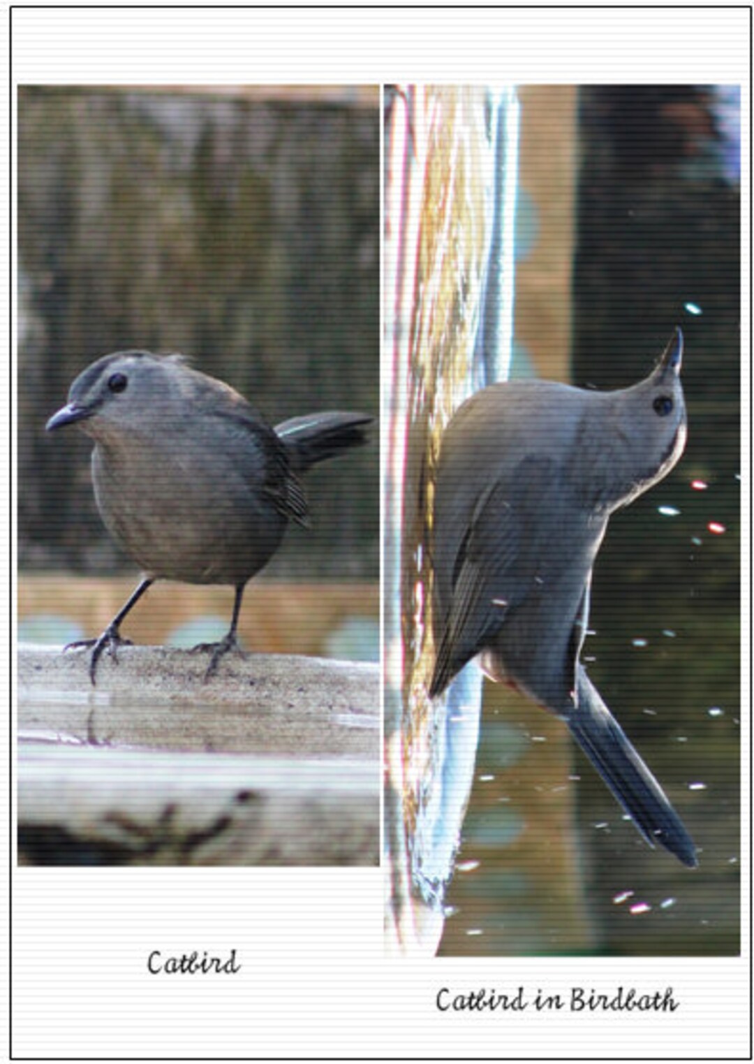 Printable Bookmarks, Catbird in Birdbath, Birds, Digital Bookmark ...