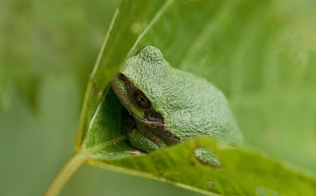Grey Tree Frog Tries to Hide From the Photographer. - Etsy