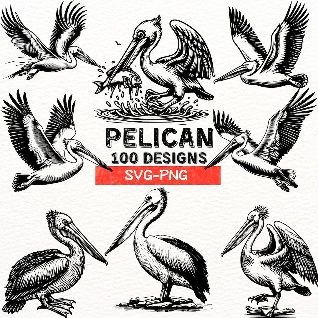 Pelican SVG Bundle | Coastal Bird Clipart| Digital PNG Files | Wildlife ...