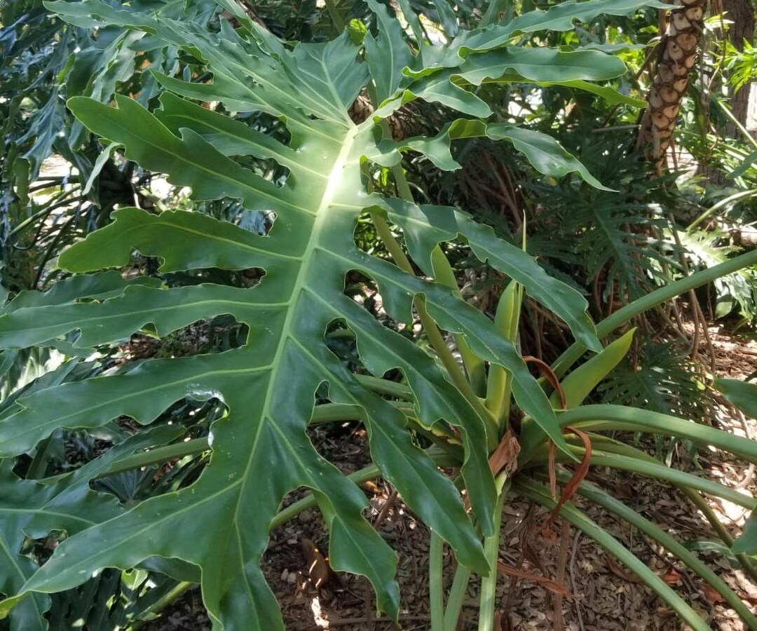 Very Large Tree Philodendron Leaf Cuttings - Etsy