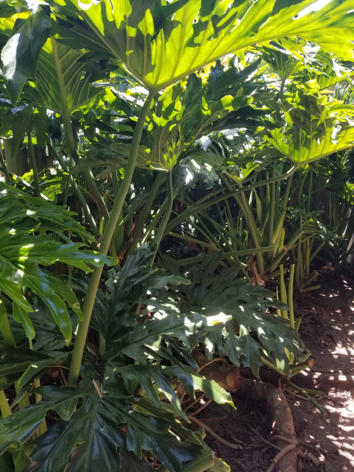 Very Large Tree Philodendron Leaf Cuttings - Etsy