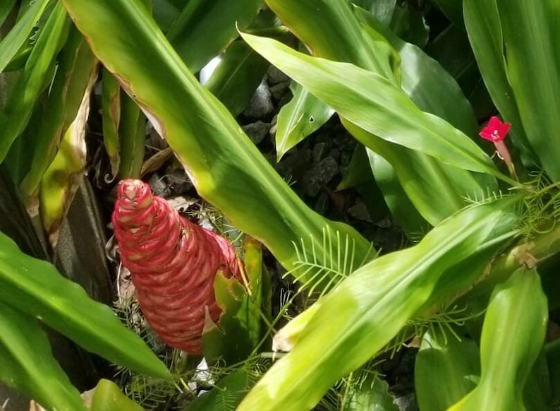 2 Organic Awapuhi Rhizomes: Shampoo Ginger Root - Etsy